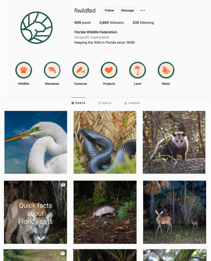 Social Media Content Writing — Regular Animal