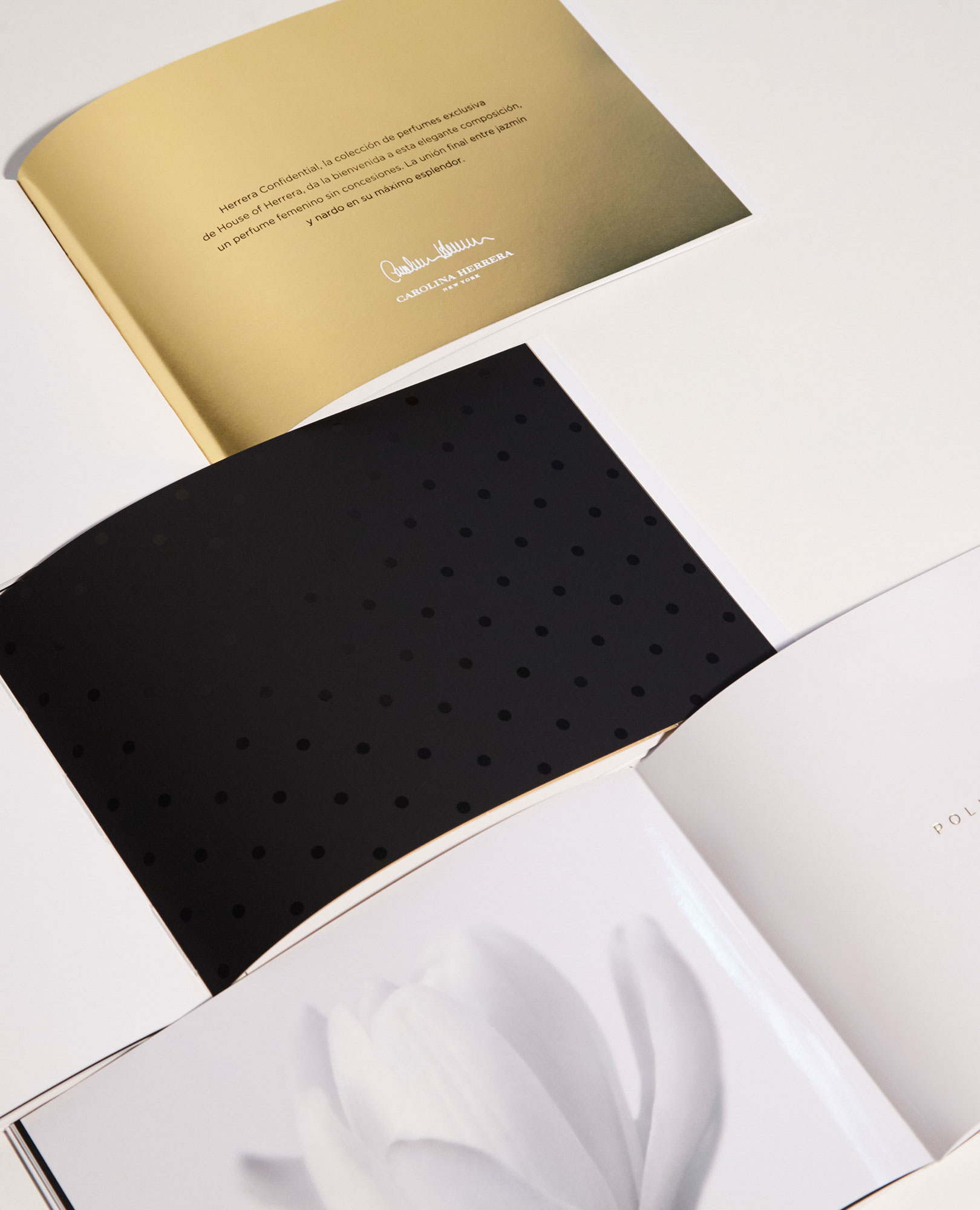 Logo Design Services · REGULAR ANIMAL · Creative Agency